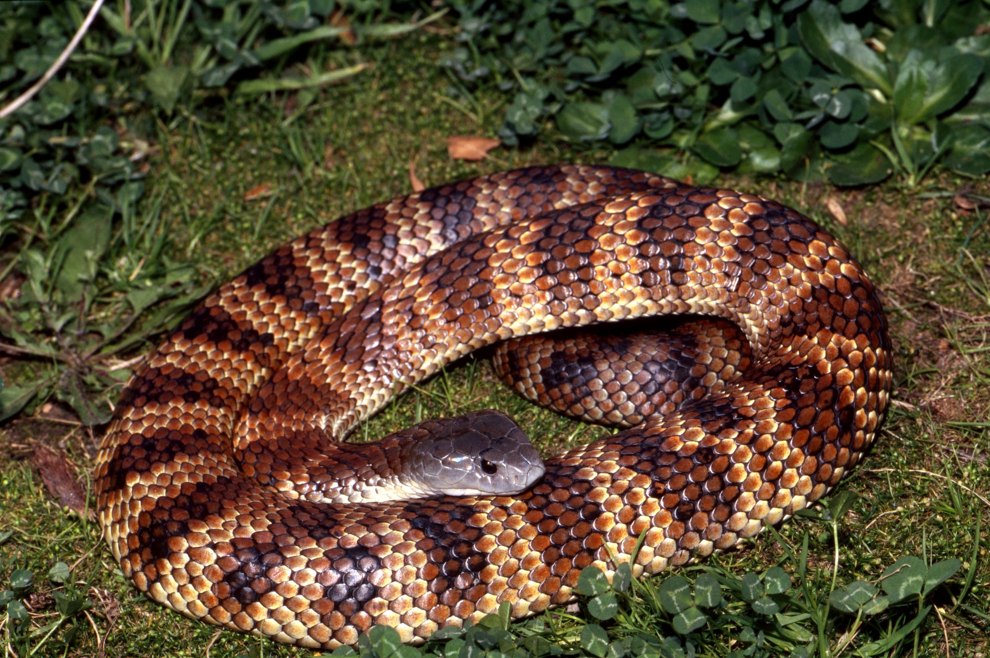 13 Deadliest Snakes We Don't Want to Encounter - The Facts Institute