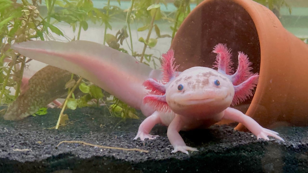 10 Cutest Creatures That Are Utterly Fascinating - The Facts Institute