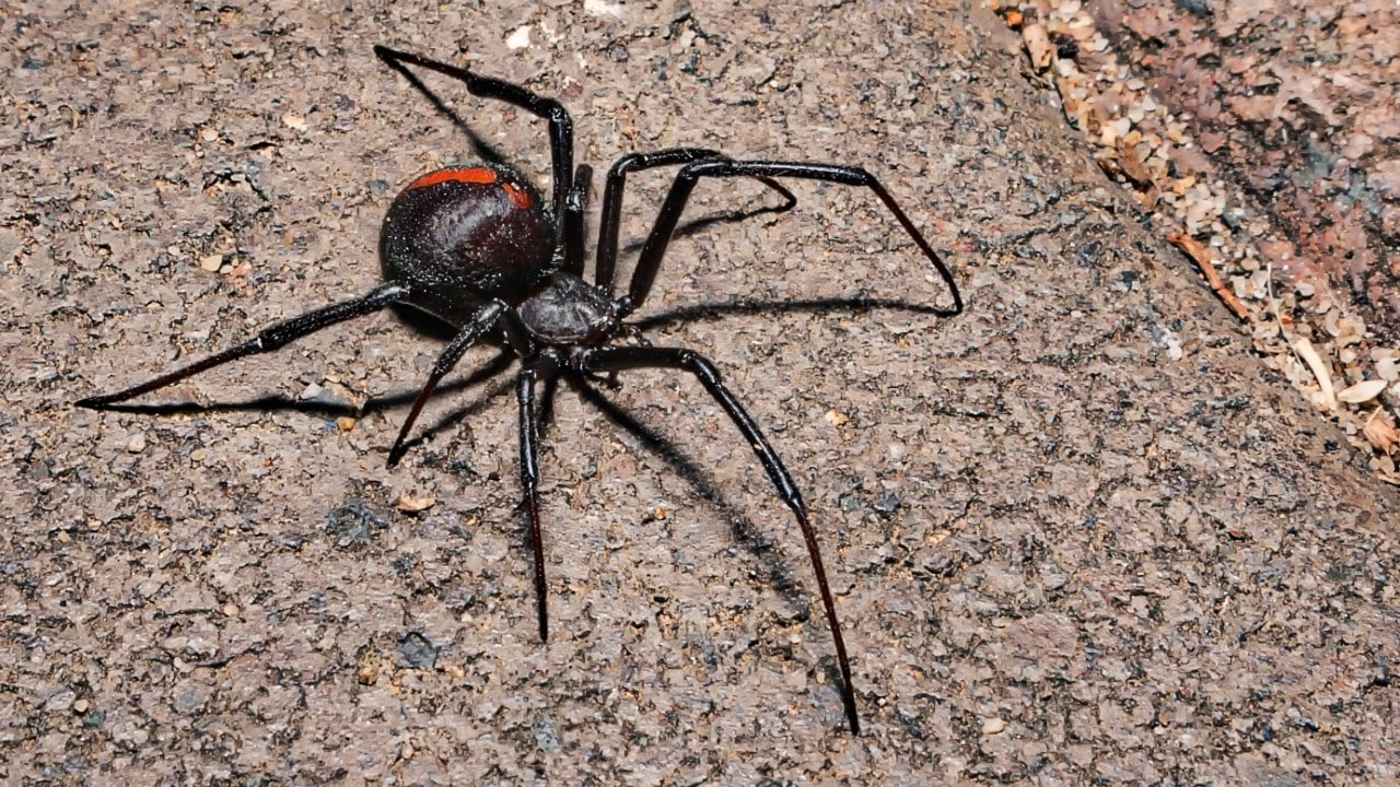 14 of the World's Deadliest Spiders To Avoid - The Facts Institute